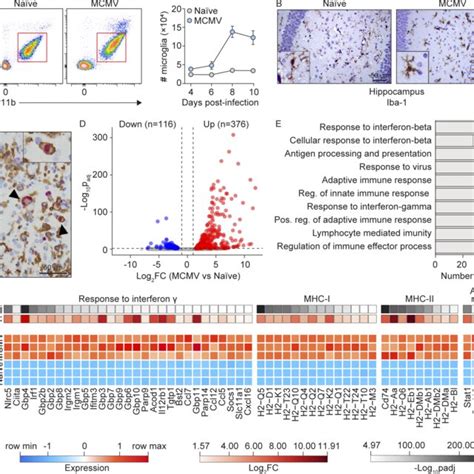 Ifn γ Induces Early Activation Of Microglia And Altered Cerebellar Download Scientific Diagram