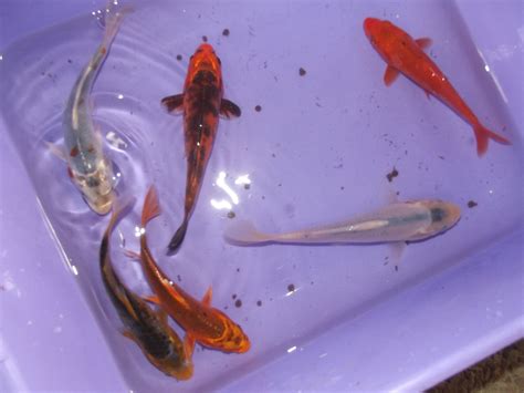 Нови японски шарани кои 15 22 см