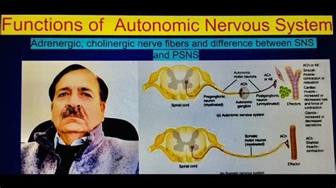 Functions of Autonomic Nervous System , Lectures by Dr Alamzeb - YouTube