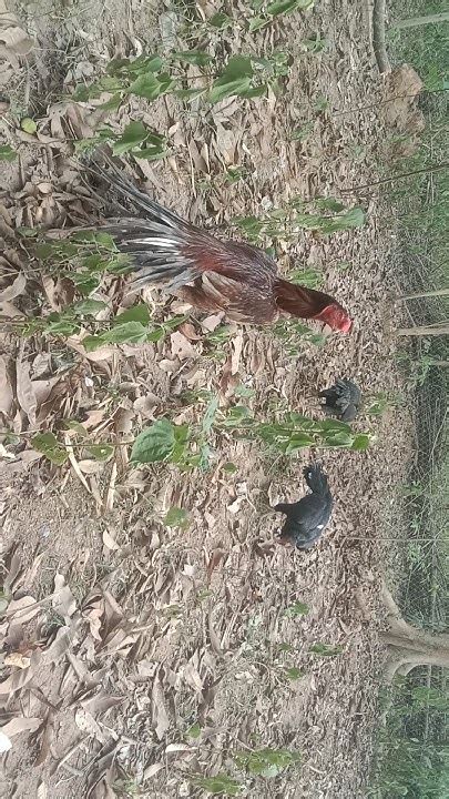 টিয়া পাখির মতো ঠোঁট আর লম্বা লেজের মোরগ চাষ Parrot Beak Aseel Farming Youtube