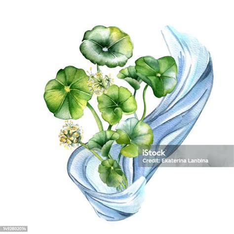 센텔라 아시아티카 허브 식물 구성 수채화 그림은 흰색으로 분리되어 있습니다 Pennywort Gotu 콜라 물 모양 콜라 꽃