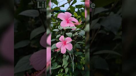 Flower Gardening Lovers Short Video Viral Youtube