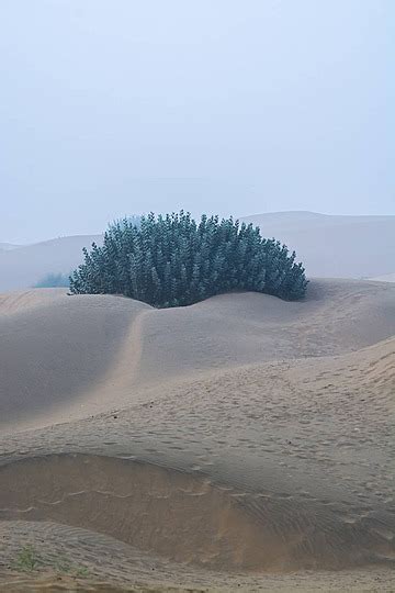 Fondo Planta Del Desierto En Medio Del Paisaje De Dunas De Arena En