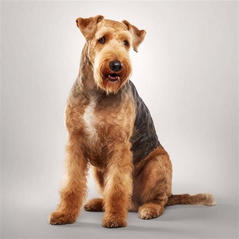 Premium Ai Image Airedale Terrier In Full Length Photography Studio