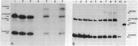 Sv40 Infected Mouse Cells Contain A High Molecular Weight Form Of Viral