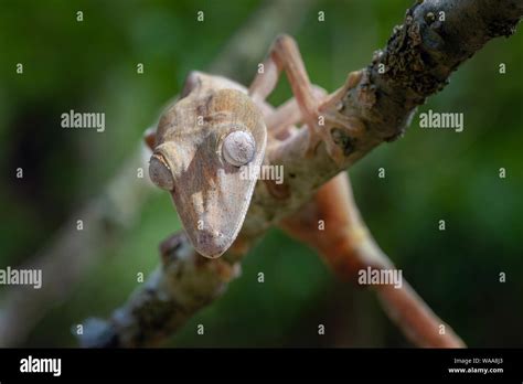 Le Gecko à Queue De Feuille Géant Uroplatus Fimbriatus Est Un