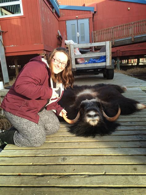 Teaching Alaska Musk Ox