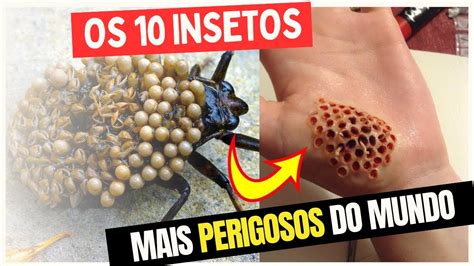 Os 10 INSETOS Mais PERIGOSOS Do Mundo YouTube