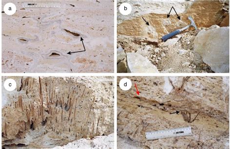 Field Photographs Of Deir Alla Area Showing A Irregular Cavities Which