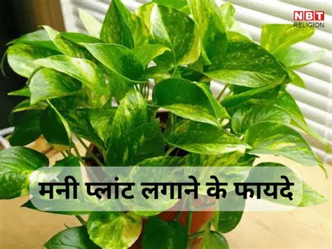 Money Plant Vastu Tips For Prosperity Money Wealth And Career Growth