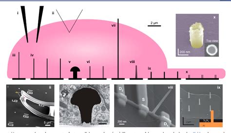 Figure 4 From Optimizing Nanoelectrode Arrays For Scalable Intracellular Electrophysiology