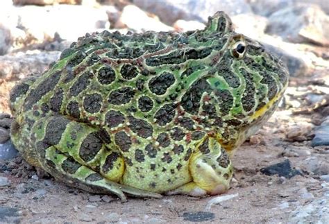Difference Between Frogs And Toads Frog Vs Toad Differences With Photos
