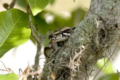 How Do Pythons Mate And Reproduce Joy Of Animals