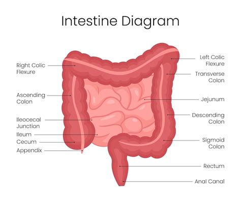 Premium Vector Structure Diagram Of Human Intestine