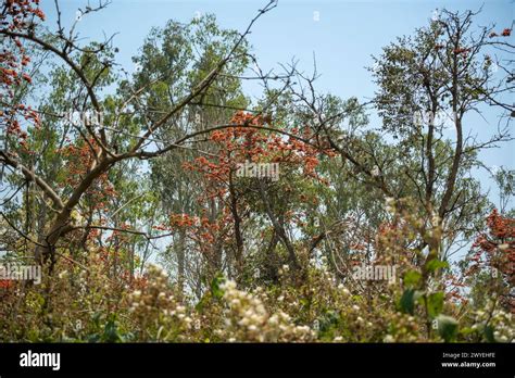 The Palash Tree Is A Deciduous Tree With An Elegant Canopy Of Compound