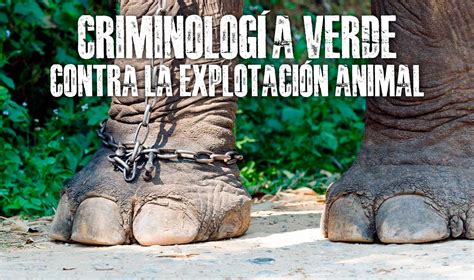 Criminología Verde Tras Los Delitos Ambientales Unam Global