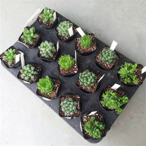 【送料無料】【生花鉢】多肉植物 ハオルチア 3寸品種ミックス【ot】※北海道・九州・沖縄は送料加算あります。 花材通販はなどんやアソシエ