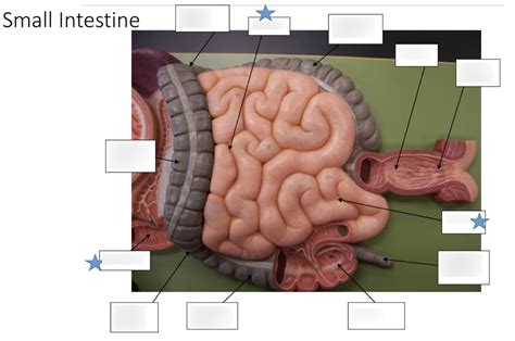 Small Intestine Anatomy Diagram Quizlet