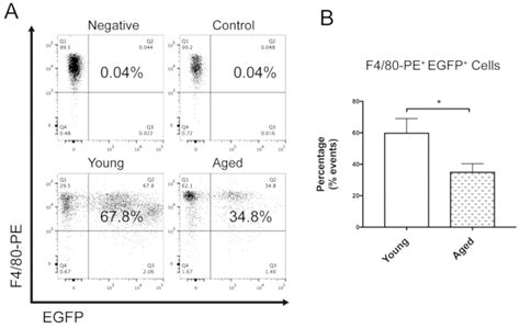 Using Enhanced Green Fluorescence Protein Expressing Escherichia Coli To Assess Mouse Peritoneal