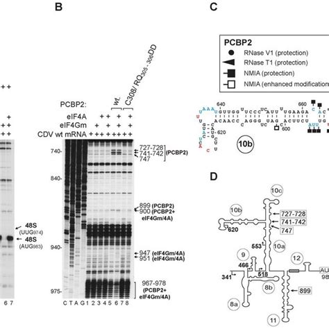 Sites Of Interaction Of Pcbp2 With The Cdv Ires A Secondary Download Scientific Diagram