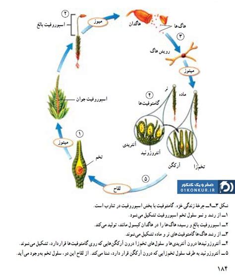 کلاس صوتی دکتر فرزانه چرخه زندگی خزه گیان و نکات آن صفر و یک کنکور