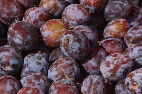What Is A Good Plum Tree Fungicide