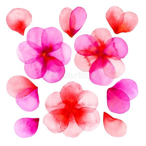 Watercolor Abstract Pink Flowers Set Isolated On A White Background