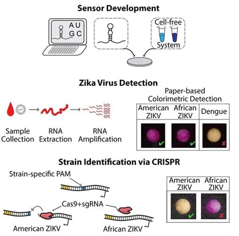 Low Cost Paper Based Diagnostic For Zika Virus