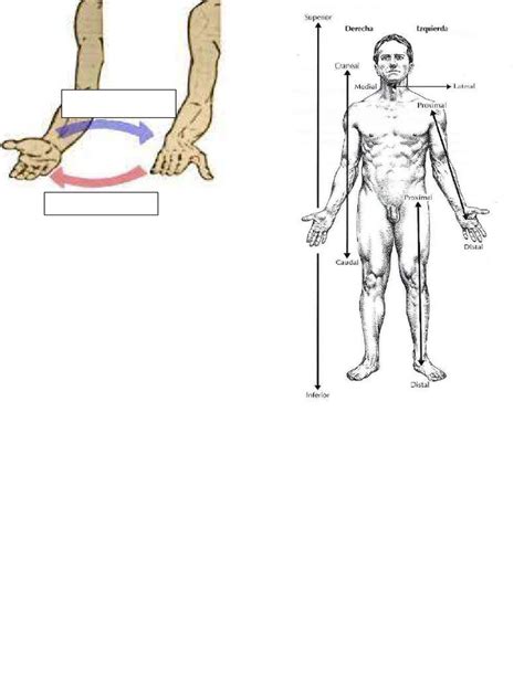 PF T2 | PDF