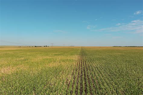 Castle Drylandcrp Auction Reck Agri