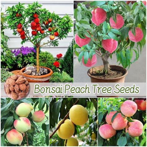 100 Original Seed 5pcs Peach Tree Seeds For Planting Vegetable