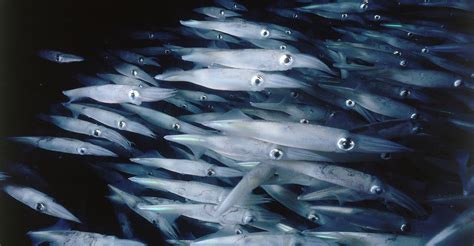 An Invisibility Cloak Made Of Squid Discovery Blog Discovery