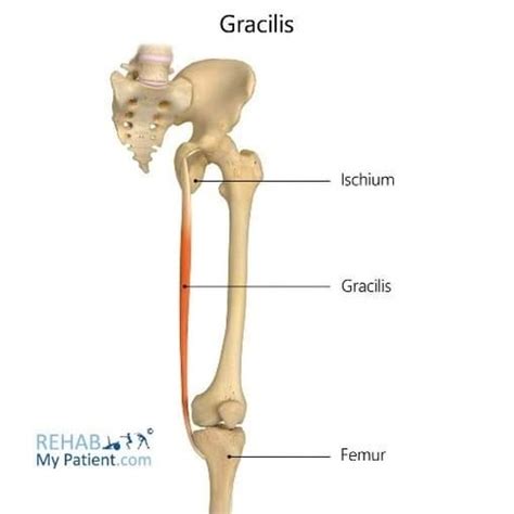Muscles Of The Medial Fascial Compartment Of The Thigh Flashcards Quizlet