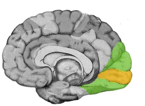brain sees new words as pictures after learning them neuroscience news