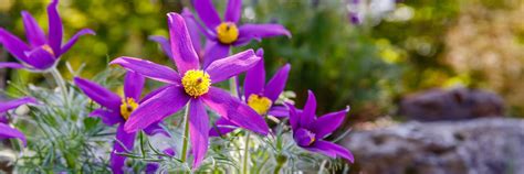 How To Create An Alpine Garden In 8 Steps With Jenny Shukman Picts