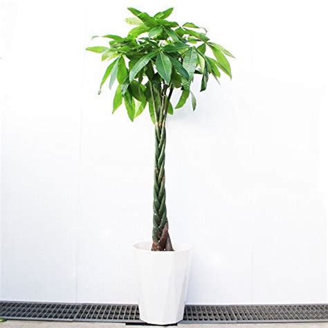 おしゃれな観葉植物のおすすめ15選。リビングなど室内を飾る人気商品とは セレクト