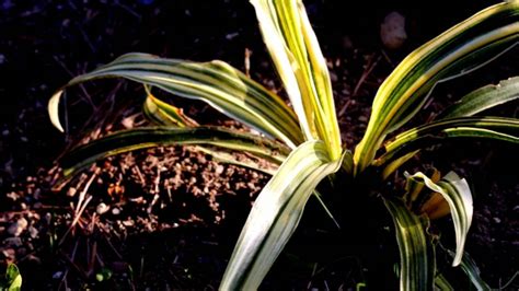 江戸時代に大ブーム！徳川家康にゆかりがある縁起物の植物「万年青（おもと）」の歴史と魅力 ライフスタイル Japaaan