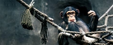 Nonhuman Primate Research — Eye Tracking Reveals Data Tobii