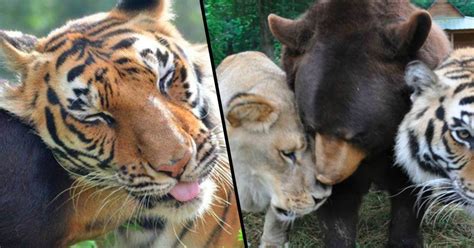 Lion Tiger And Bear Become Lifelong Friends After Being Rescued As Cubs