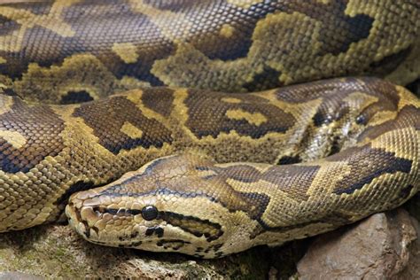Python Meat Might Be Added To Menus Reconewsnetwork Python Meat Might Be Added To Menus Reconewsnetwork