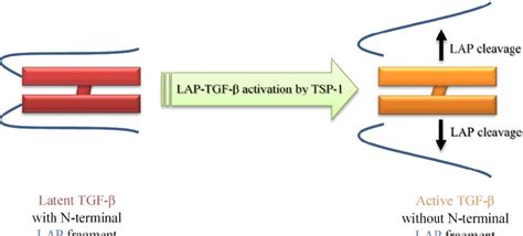The process of latent TGF β activation involving thrombospondin 1