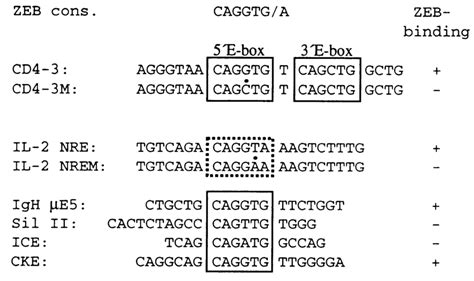 Sequences Of The Oligonucleotides Used As Probes And For Competition