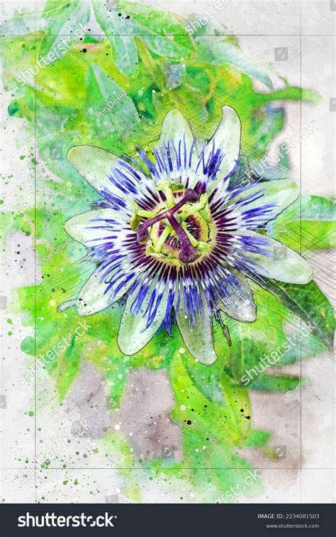 Artistic Watercolor Drawing Passiflora Flower Stock Illustration 2234081503 Shutterstock