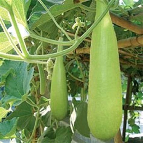 10 Benih Labu Labu Air Panjang Lazada Indonesia