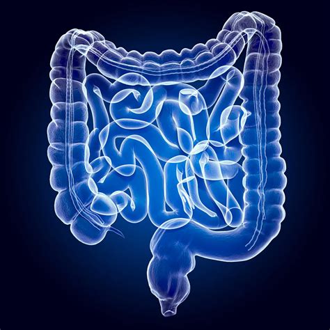 Gut Health 101 Now You Know