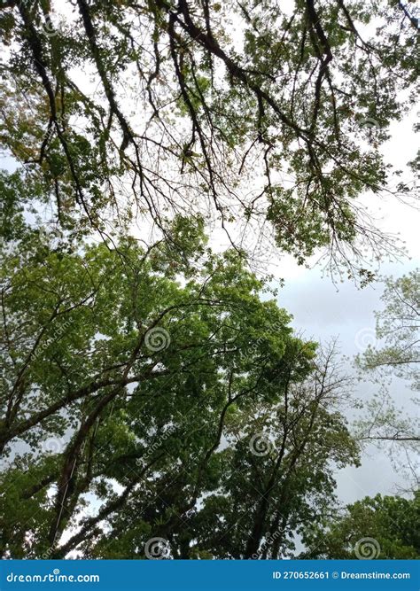 Dense Tree Branches Covering The Sky Feels Very Natural Stock Image