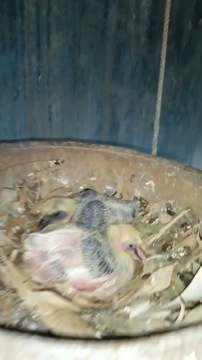 আলহামদুলিল্লাহ কবুতরের বাচ্চা অনেক বড় হয়ে গেছে । Shorts Pigeon