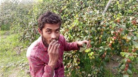 আপেল কুল বাগান পরিচর্যার সময়ে দিকনির্দেশনা প্রদান ৬ মাস বয়সী গাছ