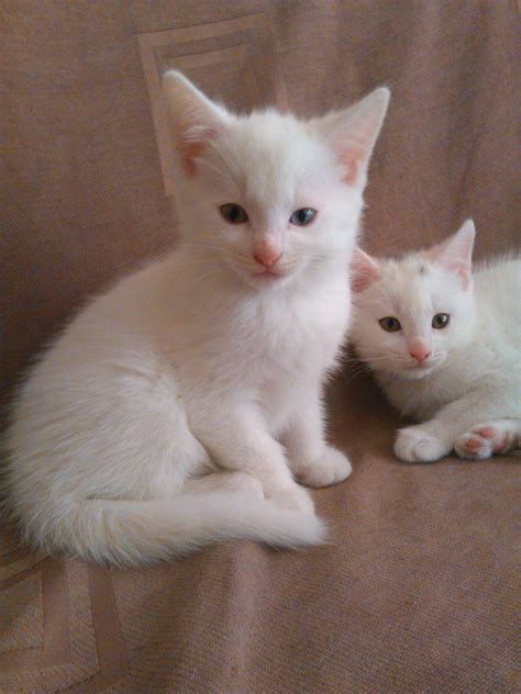 Turkish Angora Kitten Puppy Dog Gallery