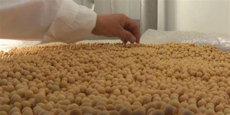 Efeedlink On Linkedin New Soybean Breeding Lines Raise Potential Of